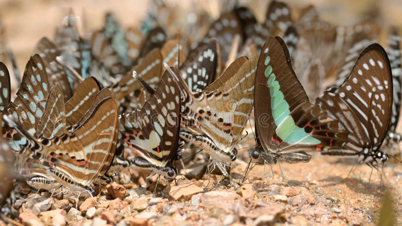 Butterfly group stock photo. Image of green, butterfly - 82674288