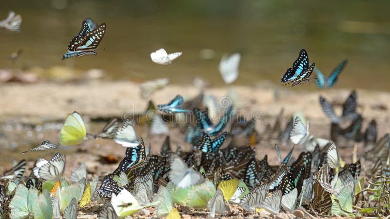 Butterfly group stock photo. Image of swarm, color, green - 82674344