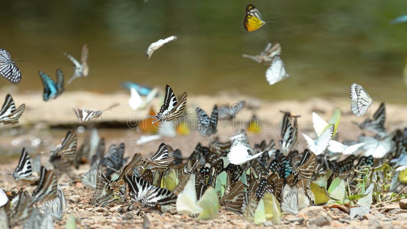 Butterfly group stock photo. Image of yellow, soil, green - 82675826