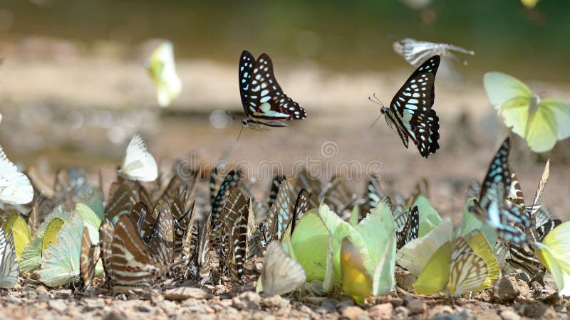 Butterfly group stock photo. Image of ground, diversity - 82676826