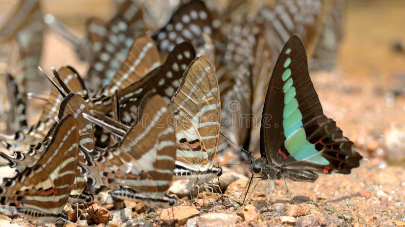 Butterfly group stock photo. Image of ground, diversity - 82676826