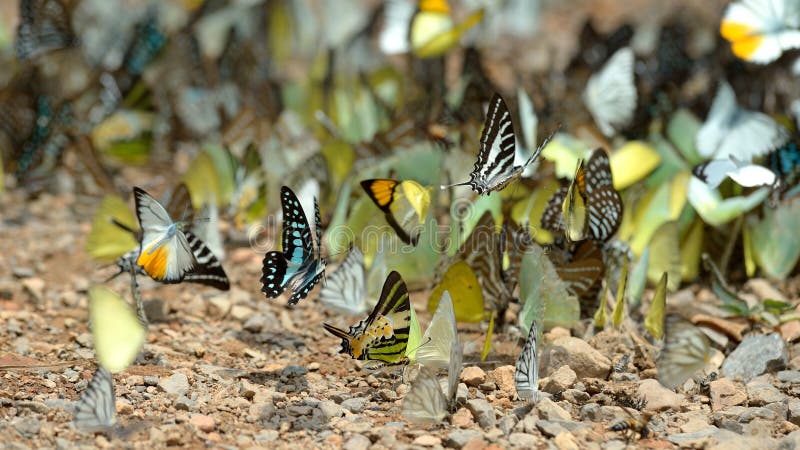 Butterfly group stock photo. Image of green, butterflies - 82688352