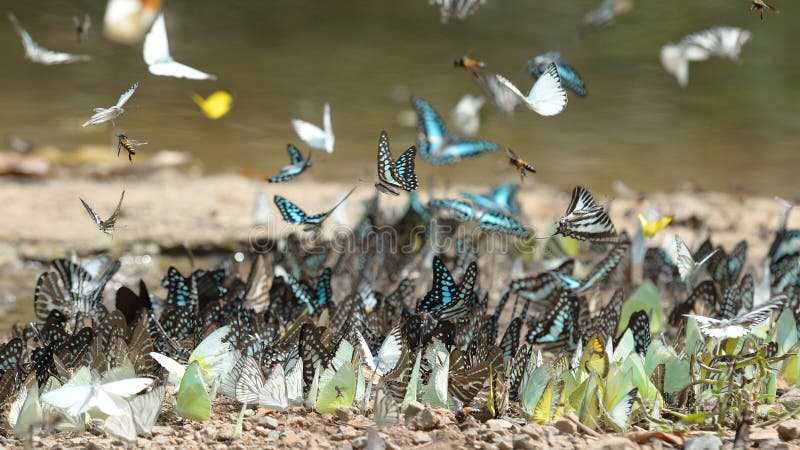 Butterfly group stock photo. Image of white, nature, blue - 82688806