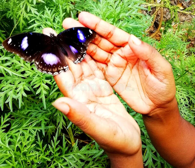 Butterfly on hand stock image. Image of fingers, insect - 170379
