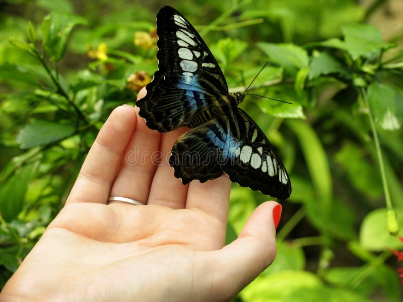 Butterfly hand stock photo. Image of fanciful, alight, girls - 173432