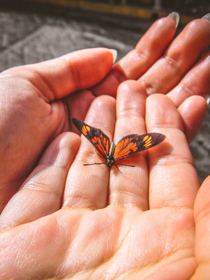 Butterfly on hand stock image. Image of fingers, insects - 170379