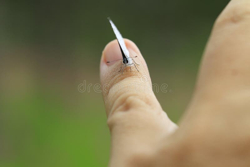 Butterfly on Hand stock image. Image of finger, reliability - 25946651