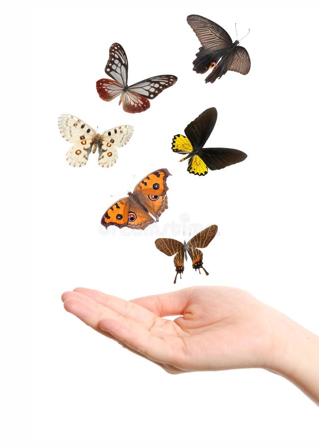Butterfly on hand stock image. Image of fingers, insects - 170379