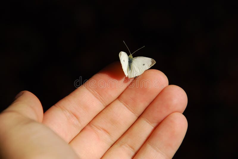 Purple Butterfly stock image. Image of hands, fingers, nature - 428467