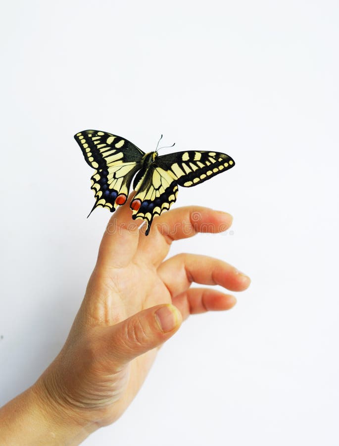 Butterfly and hand stock image. Image of pretty, white - 4679145