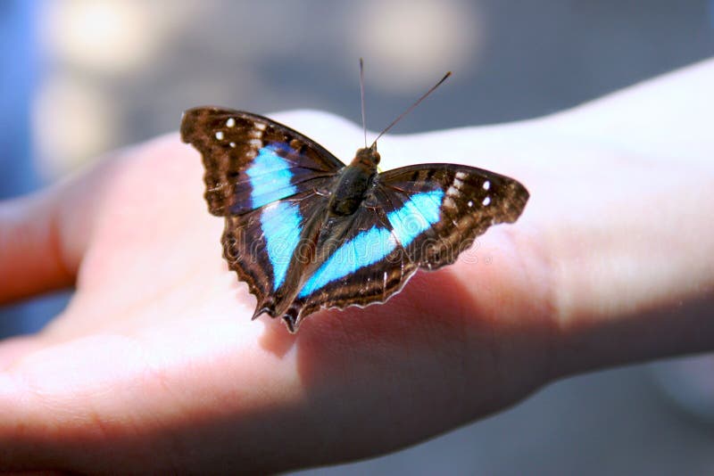 Butterfly in hand stock photo. Image of moth, colour, detail - 608234