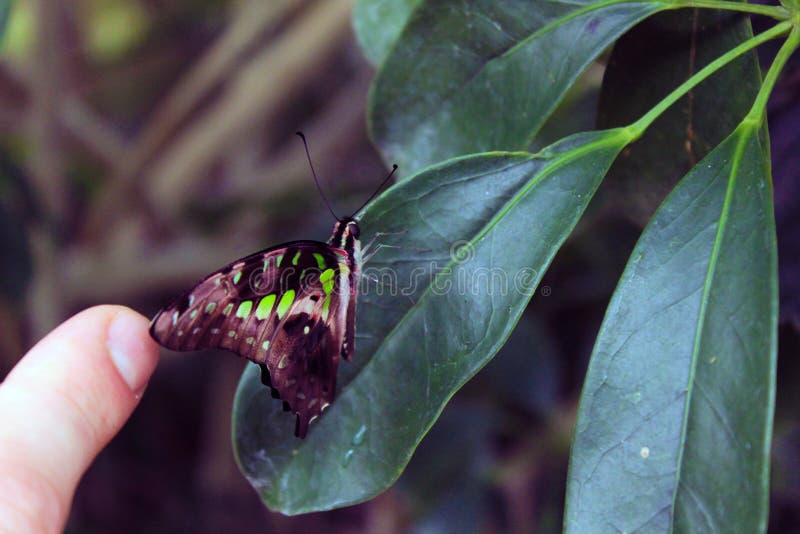Butterfly on hand stock image. Image of fingers, insects - 170379