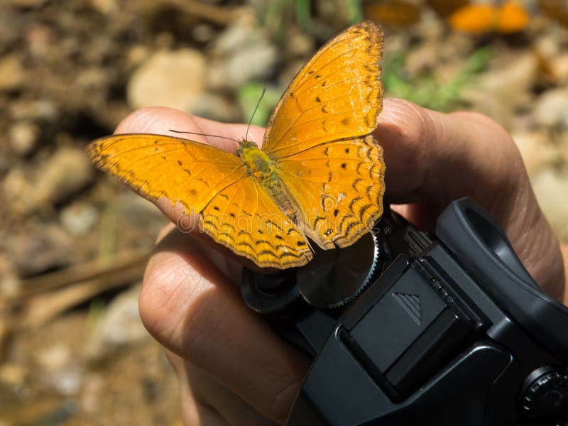 The Butterfly on the Hand that Holds a Camera. Stock Image - Image of ...
