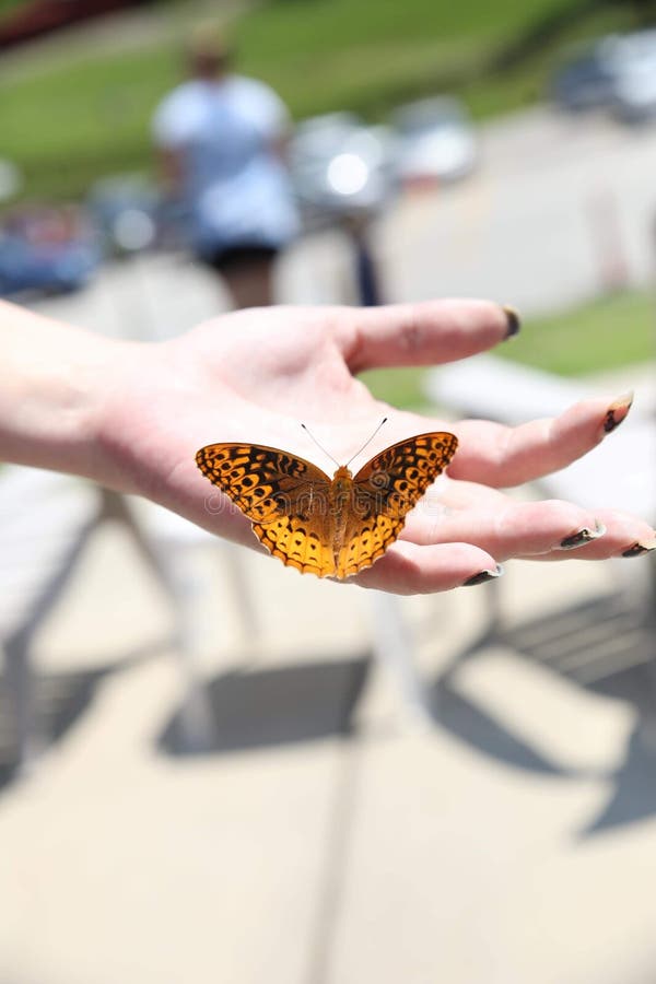Hand and butterflies stock image. Image of color, creating - 5929049