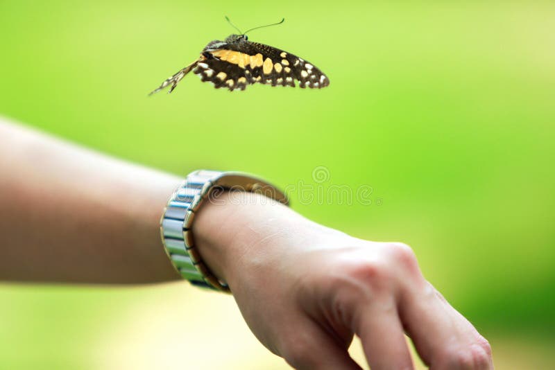 Butterfly on Hand in Park the Beauty of Nature. Selective Focus Stock ...