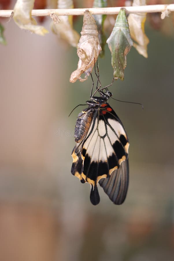 Butterfly hatching out stock image. Image of suspended - 5055585