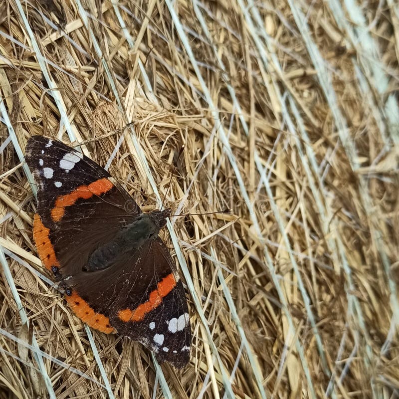 Butterfly on the straw stock image. Image of village - 189702497