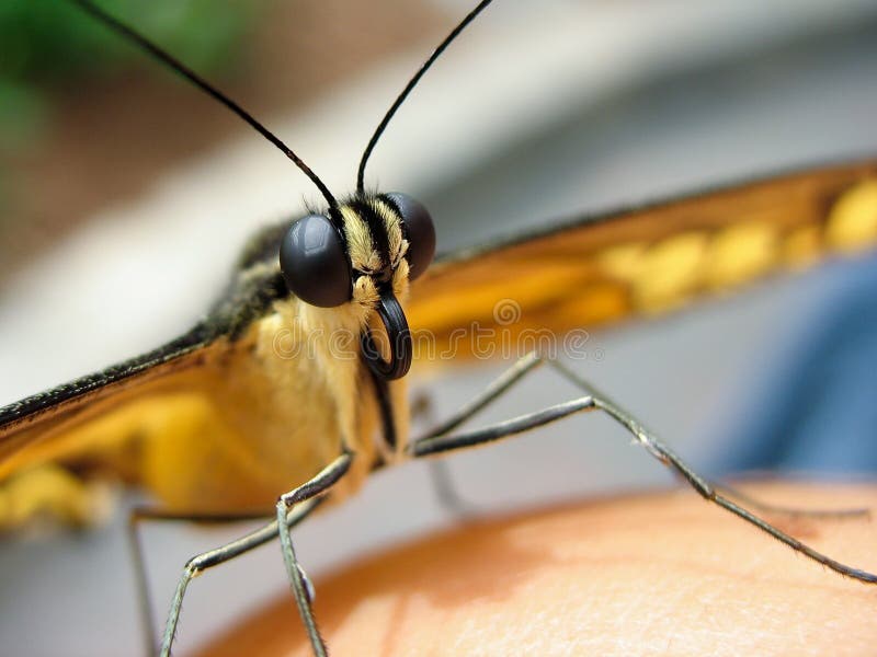 Butterfly head stock photo. Image of legs, animal, macro - 19315362