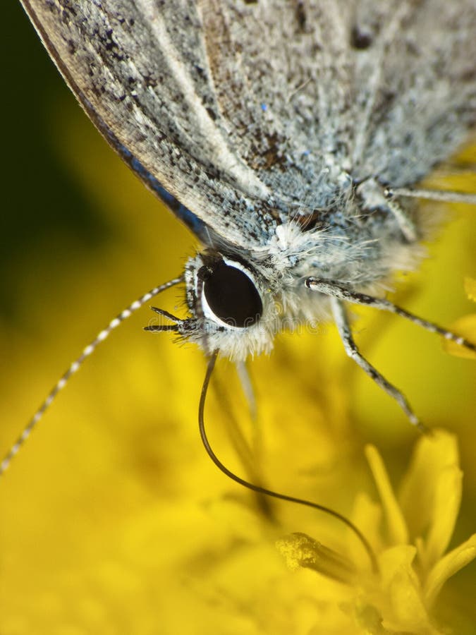 Butterfly head stock photo. Image of lepidoptera, antennae - 97424790