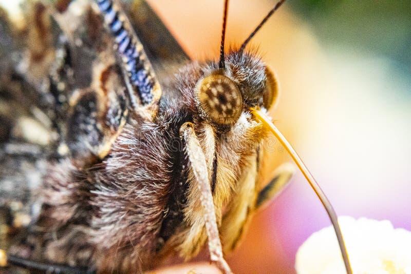 Butterfly head stock image. Image of butterfly, plant - 233605075