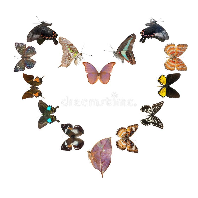 5,851 Butterfly Heart Stock Photos - Free & Royalty-Free Stock Photos ...