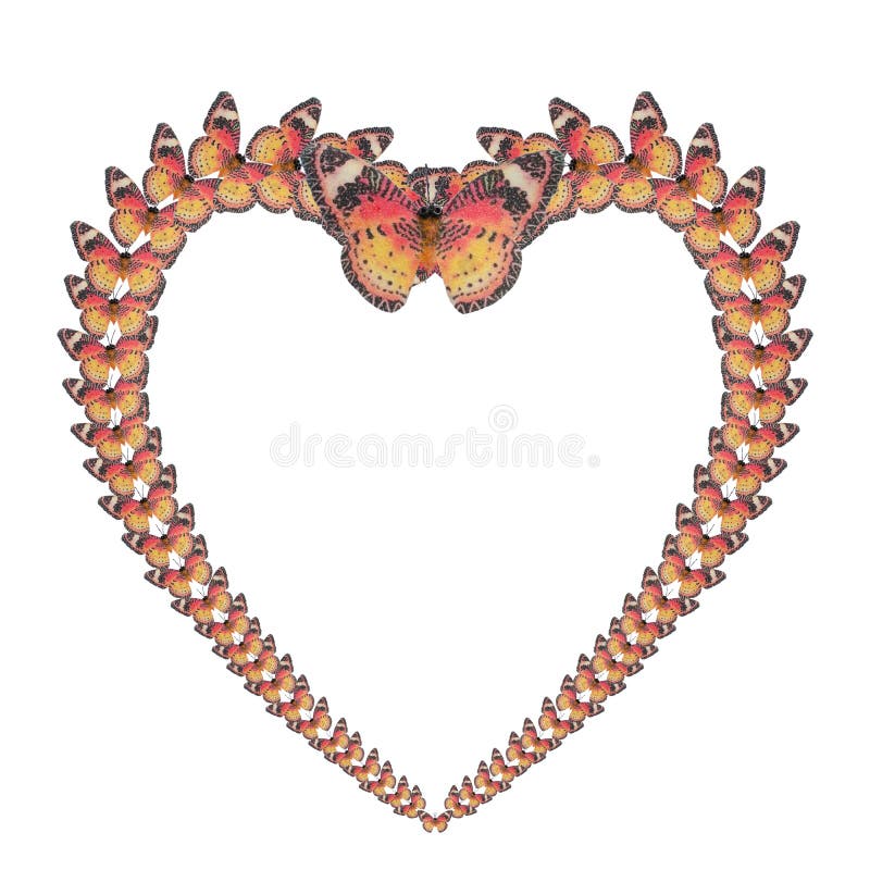 Butterfly Heart Sharp Frame Stock Image - Image of pretty, nature: 91942075