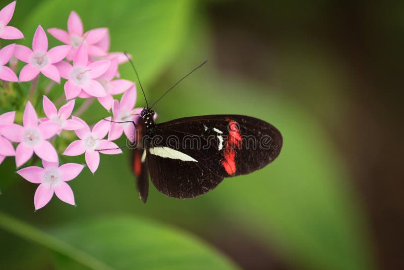 Butterfly Heliconus Melpomene on Pink Flower. Stock Photo - Image of ...
