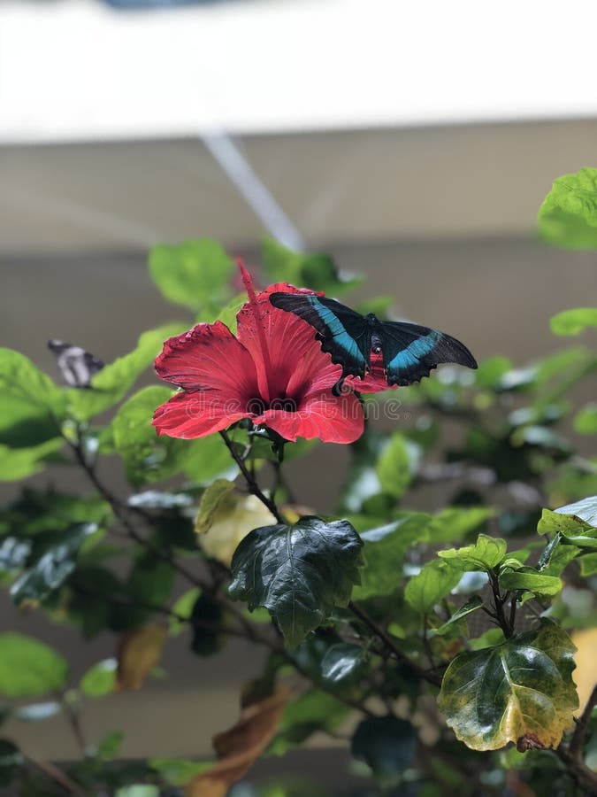 Butterfly and hibiscus stock photo. Image of shot, butterfly - 224205402