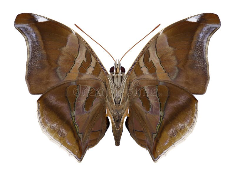 Butterfly Historis Stock Photos - Free & Royalty-Free Stock Photos from ...