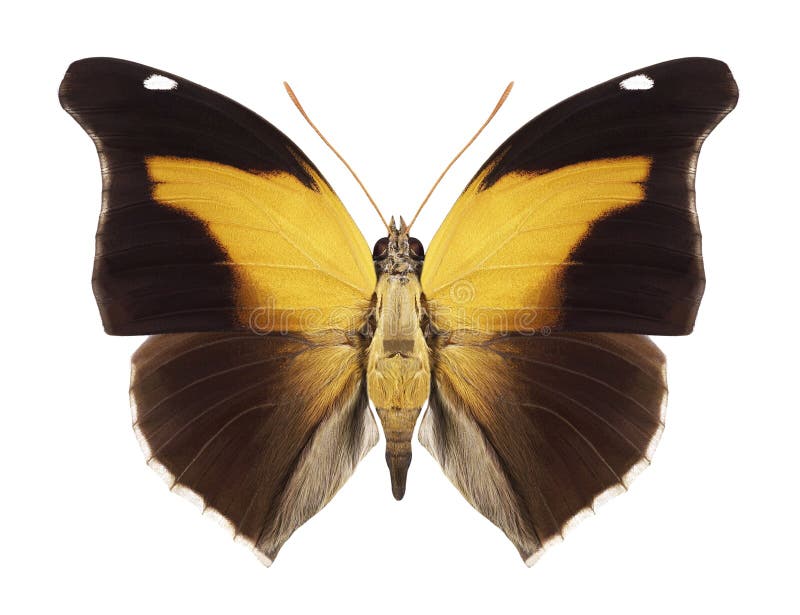 Butterfly Historis Stock Photos - Free & Royalty-Free Stock Photos from ...