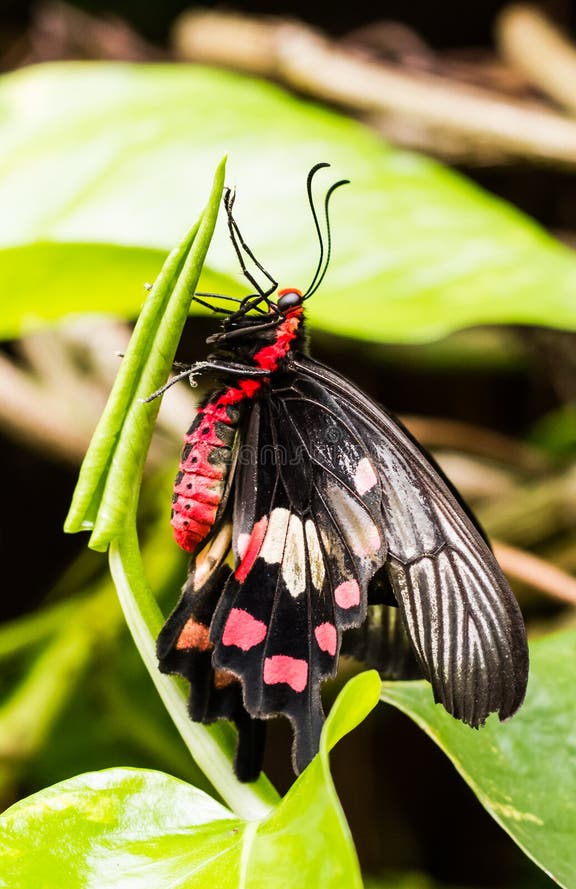 Butterfly stock photo. Image of insect, nature, animals - 43800102