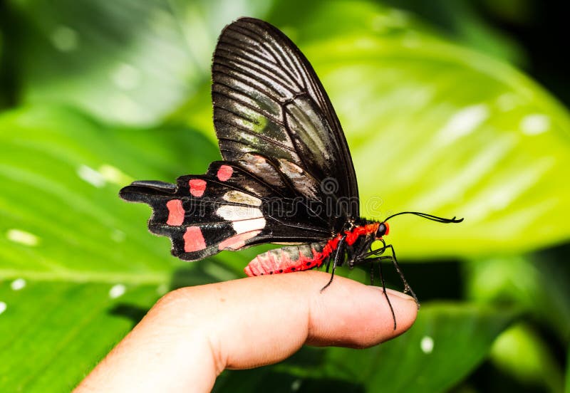 Butterfly stock image. Image of large, bright, copy, outdoors - 43730049