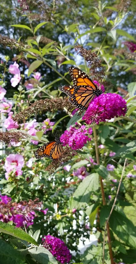 Butterfly home stock photo. Image of landing, butterflies - 122149446