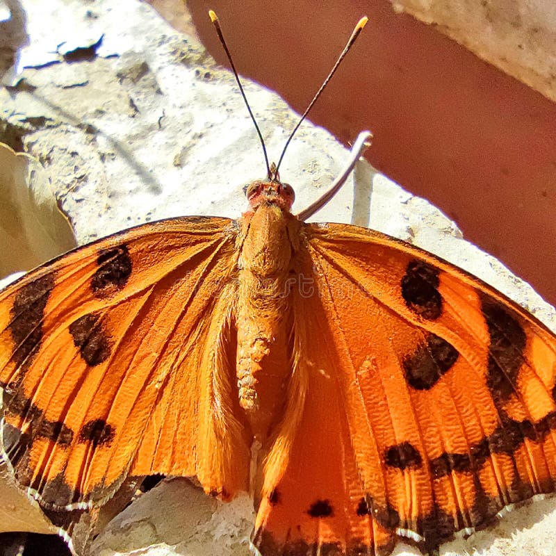 Butterfly sitting stock photo. Image of insect, wing - 213208298