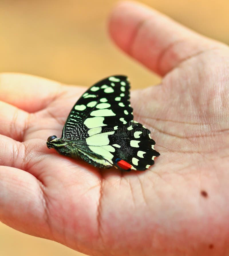 Butterfly in human hand stock photo. Image of macro, colorful - 27552976