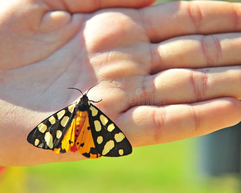 Butterfly in human hands stock photo. Image of insect - 127881156