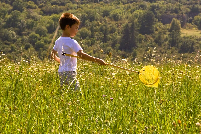 Butterfly hunter stock photo. Image of meadow, prairie - 7931750