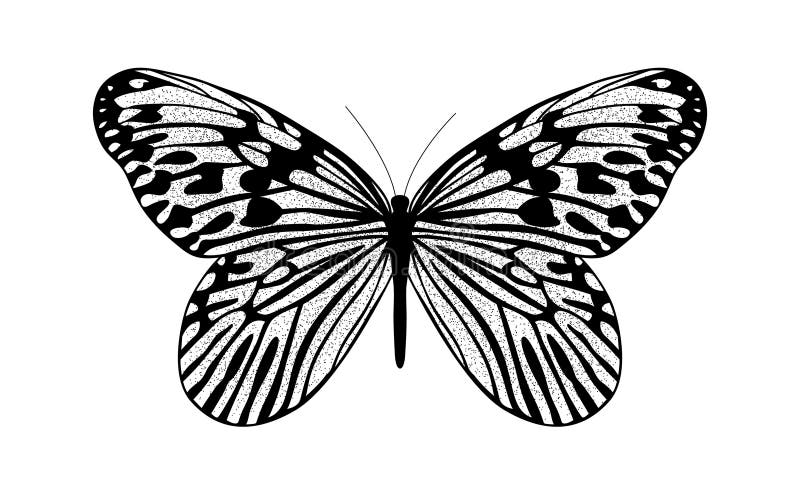 Butterfly Idea Idea Black and White Vector Illustration Stock Vector ...