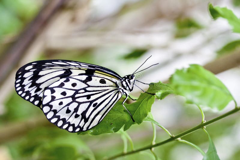 Butterfly Idea Leuconoe Clara Stock Photo - Image of bright, antenna ...