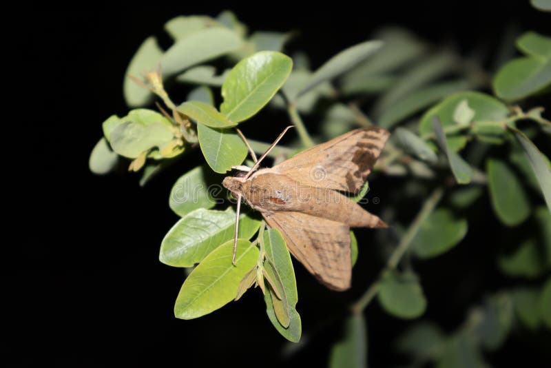 The Butterfly Image at Night Stock Image - Image of white, night: 188114755