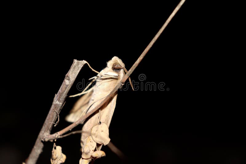 The Butterfly Image at Night Stock Photo - Image of beautiful, animal ...