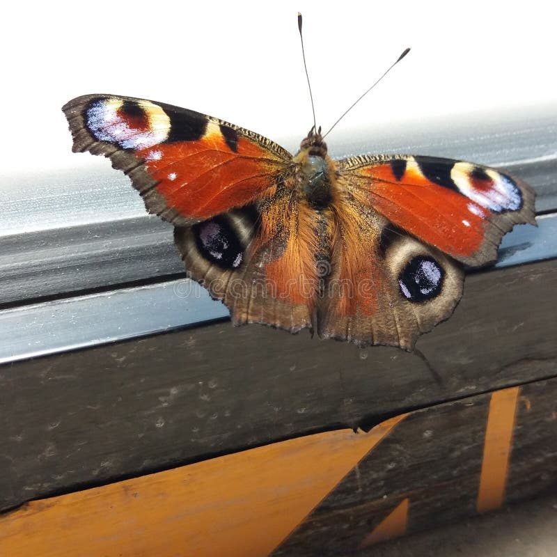 Butterfly indoor editorial photo. Image of venue, butterfly - 84363216