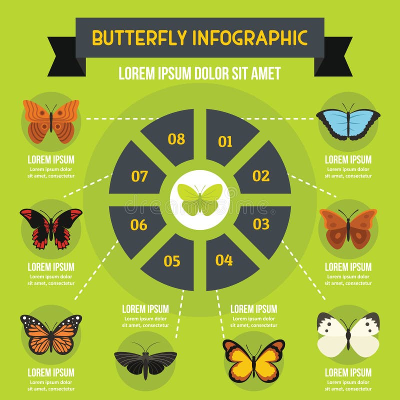Butterfly Infographic Concept, Flat Style Stock Vector - Illustration ...