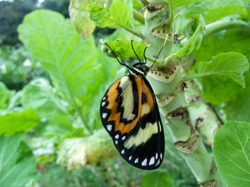 Butterfly Inn on a Cabbage Foot Stock Image - Image of animal ...