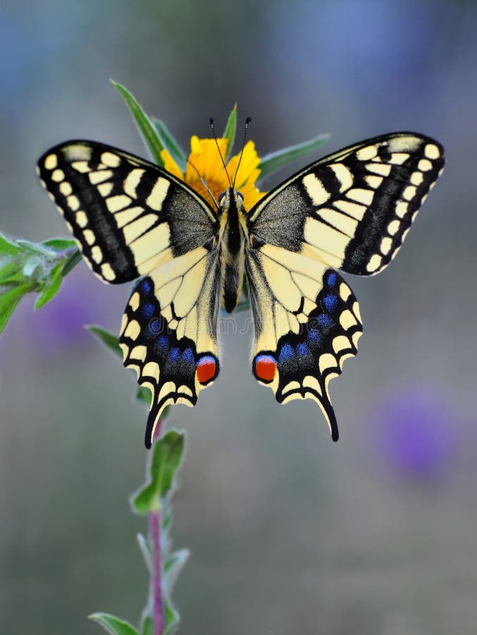 Large Yellow Tiger Swallowtail Butterfly Stock Photo - Image of copy ...