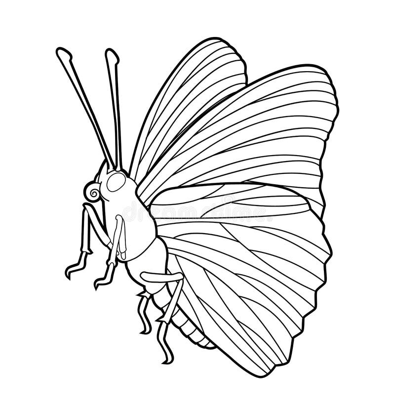 Butterfly stock vector. Illustration of scrapbook, entomology - 48798347