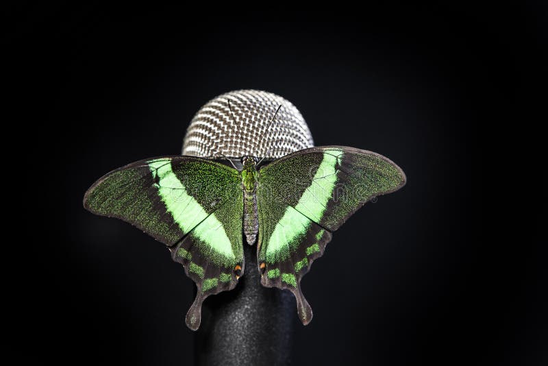 Music Notes Butterfly Stock Photos - Free & Royalty-Free Stock Photos ...