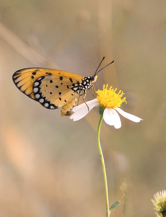 Insect on Yellow Flower of Okra Plant Stock Image - Image of bloom ...
