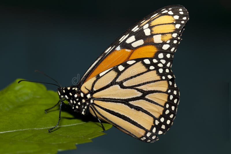 Monarch Butterfly on White stock image. Image of lepidoptera - 6248837