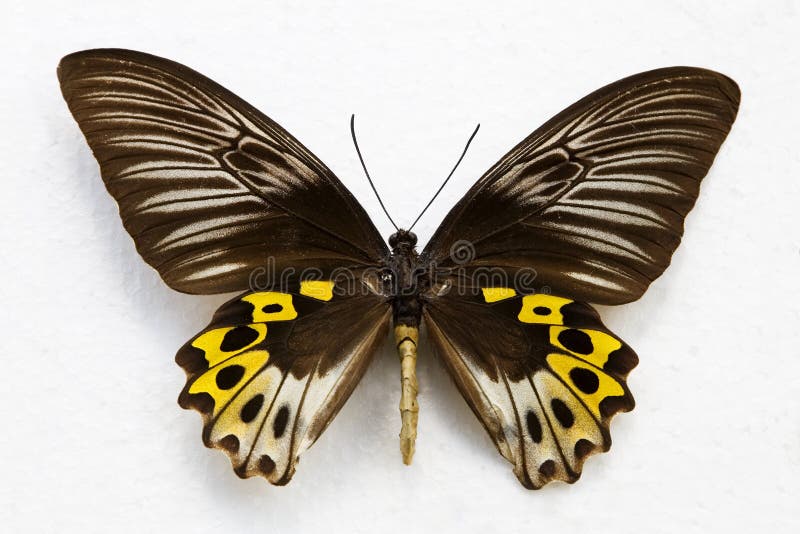 Butterfly isolated stock image. Image of detail, insect - 3389253